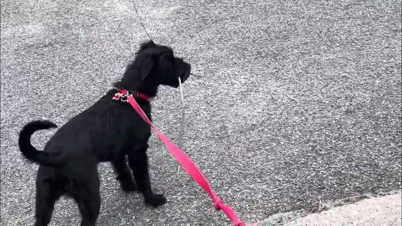 GINO THE DEVIL DOG Picks Up A PITCHFORK Shaped Stick! Ironic? #NJDevils ...