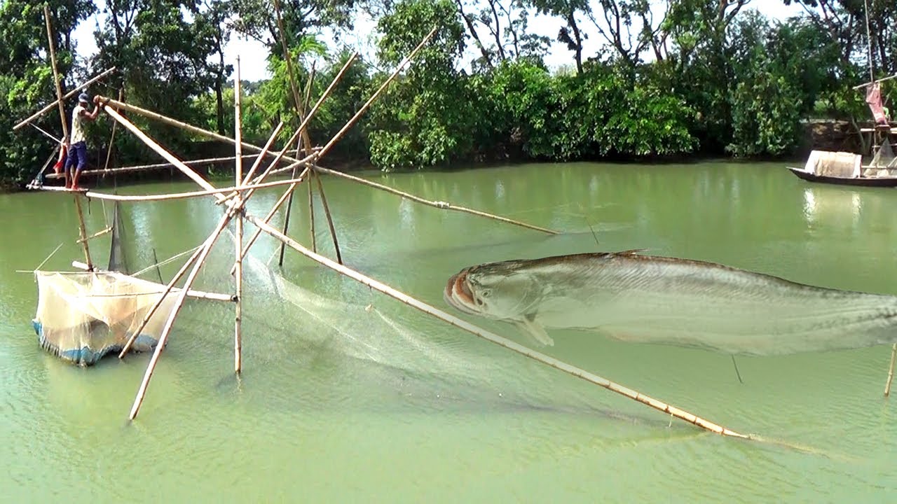 খোড়া জাল দিয়ে নদীতে বোয়াল মাছ শিকার ।Traditional Fishing Method Cast ...