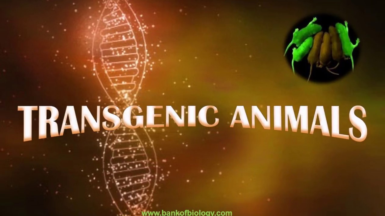 Biotechnology - applications part 3 - transgenic animals, Ethical ...