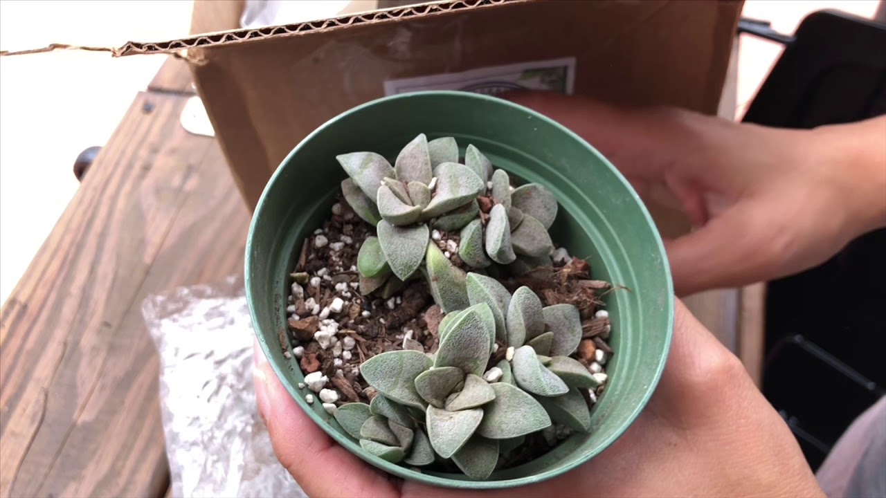 Succulent unboxing from Succulentsbox.com 6/12/2018 - YouTube
