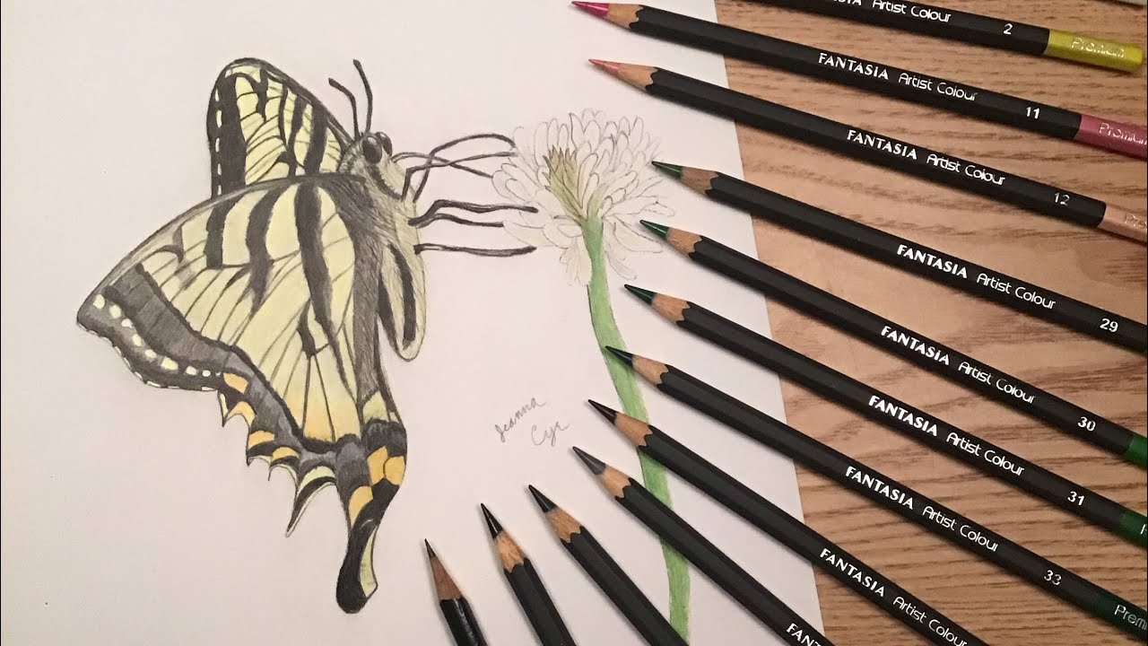 Drawing A Canadian Tiger Swallowtail Butterfly - YouTube