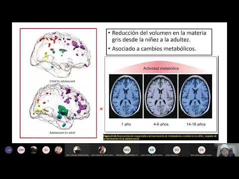 Sinaptogénesis, poda neural y mielinización - YouTube