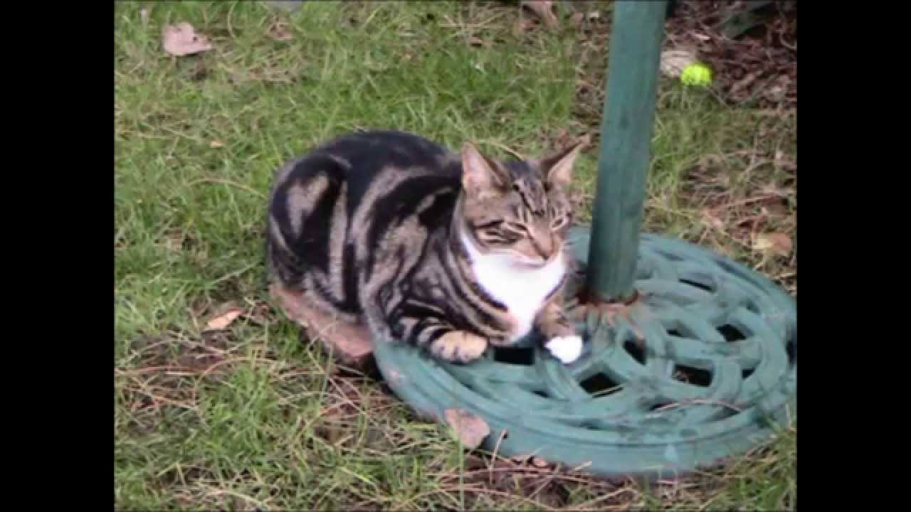 Cute Cat Compilation Youtube