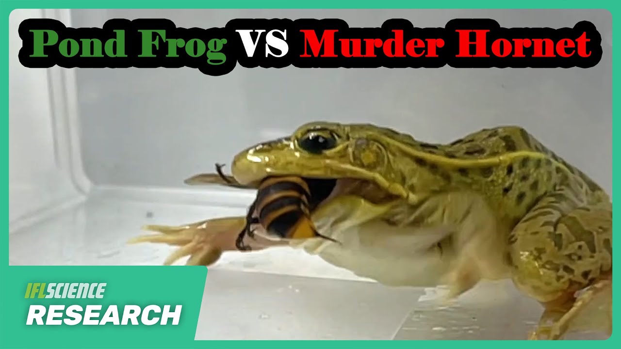 Watch The World’s Most Metal Frog Take Down A Giant “Murder Hornet ...