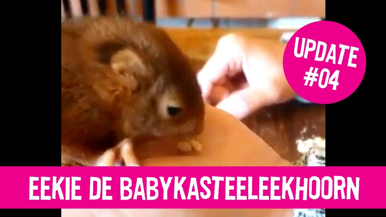 Eekie de babykasteeleekhoorn UPDATE #04 - YouTube
