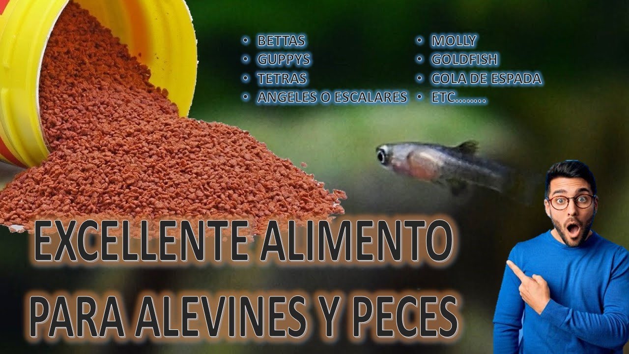 Preparación de Alimento para Bettas, sus alevines y otros peces ...