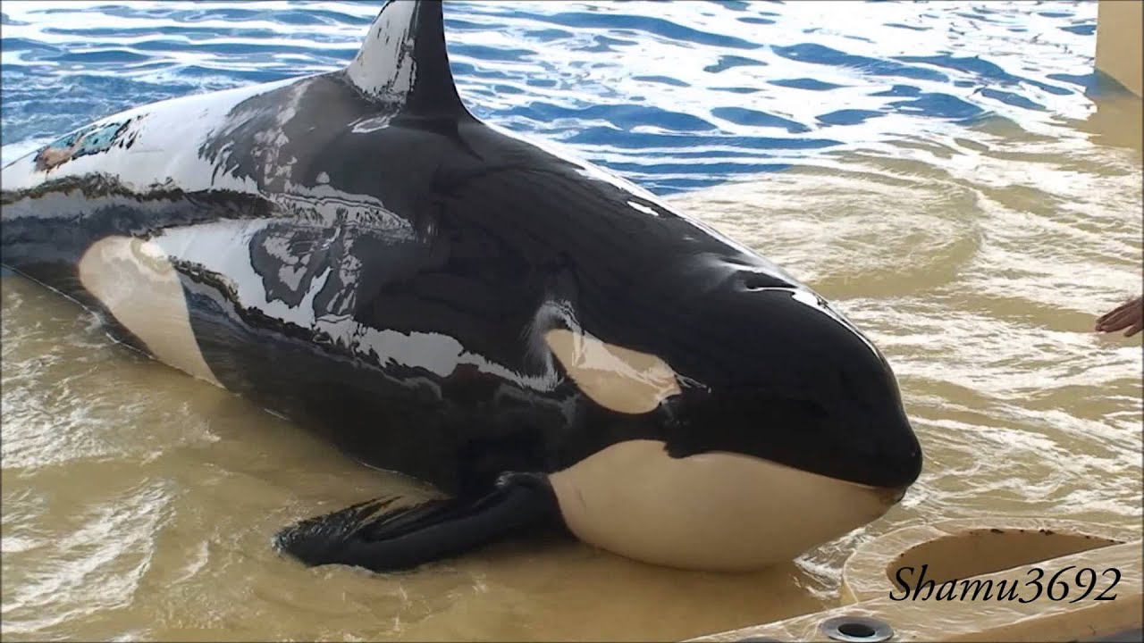 Orca Morgan performing at Loro Parque - YouTube