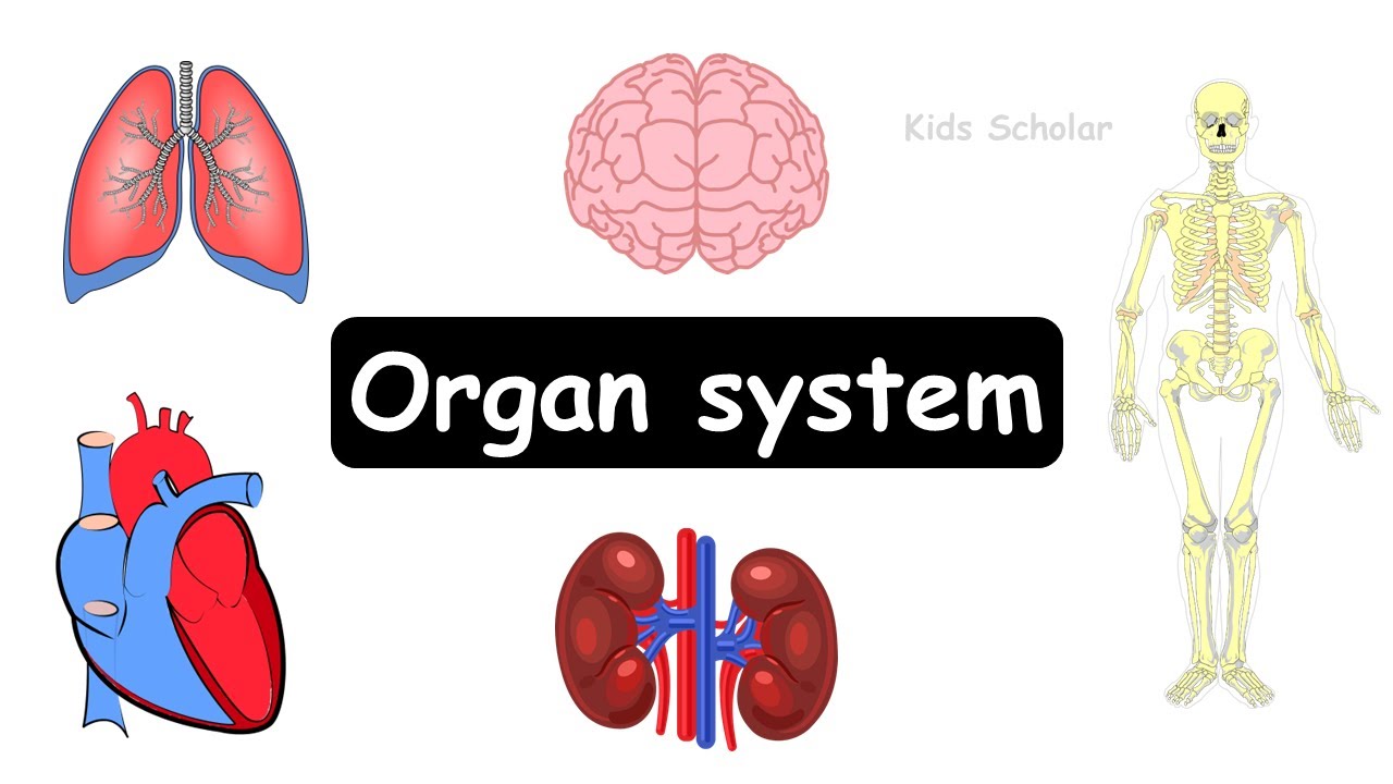 Human Body Systems Diagram For Kids 100 Body Parts Name