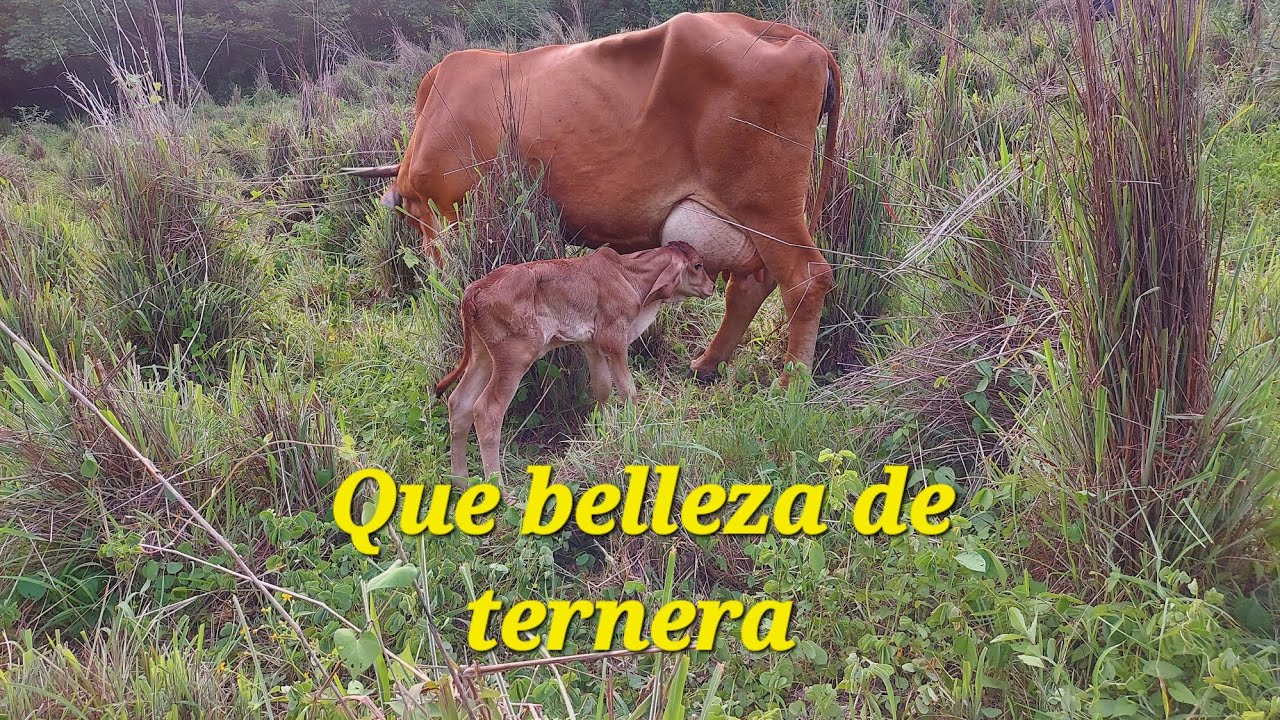 Ordeñando vaca recién parida en la Hacienda - YouTube