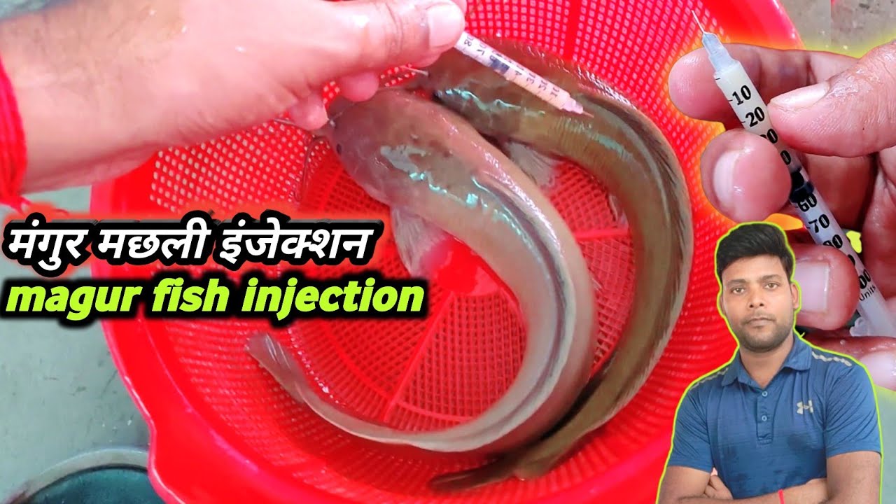 मंगुर मछली इंजेक्शन करने का आसान तरीका very easy magur fish injection ...