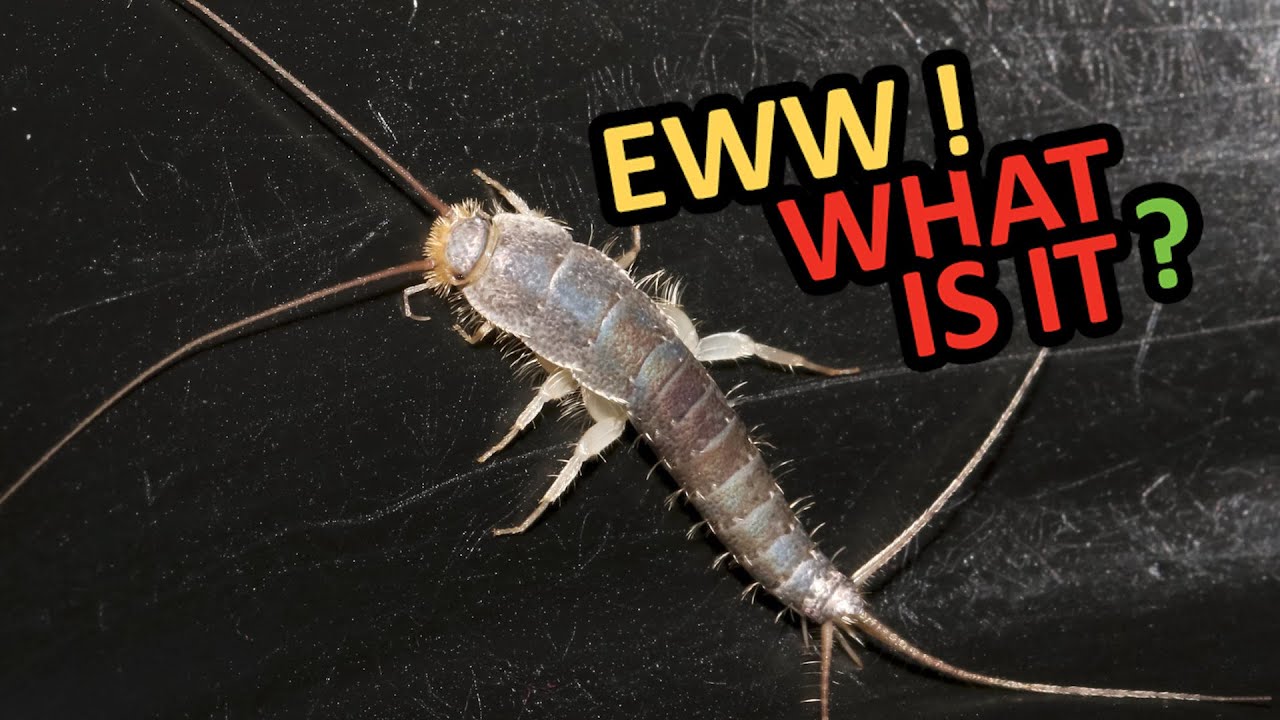 Eww! What Is It? (Video 3) - YouTube