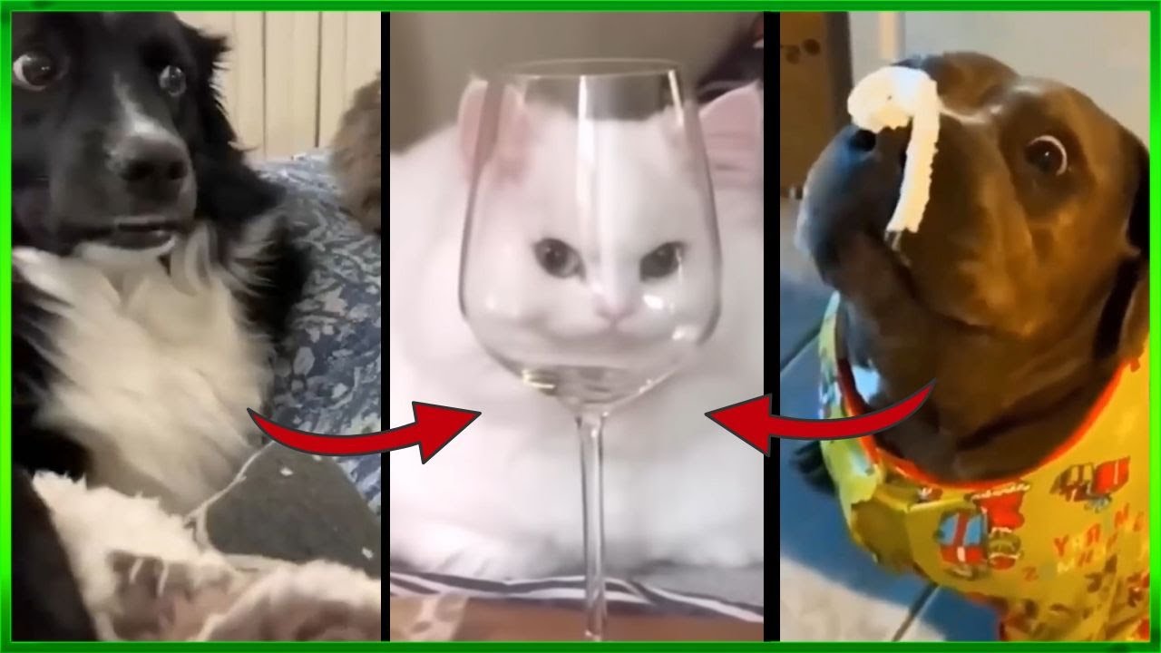 Funny Pets Compilation 2025 (Most Popular) - YouTube
