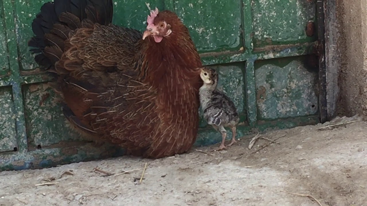 Mother Hen and Baby Chicks. .(MOTHER CHICKEN) - YouTube
