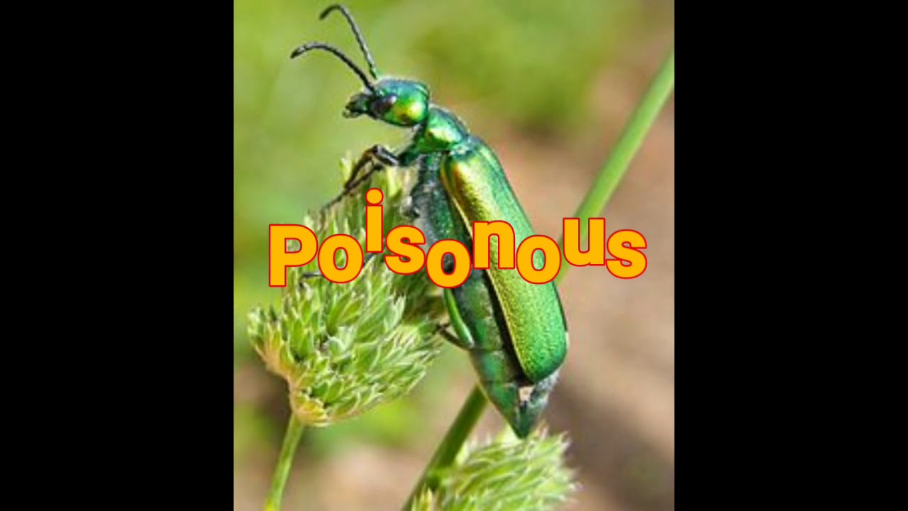 Did You Know Spanish Fly Insect YouTube did-you-know-spanish-fly-insect-youtube