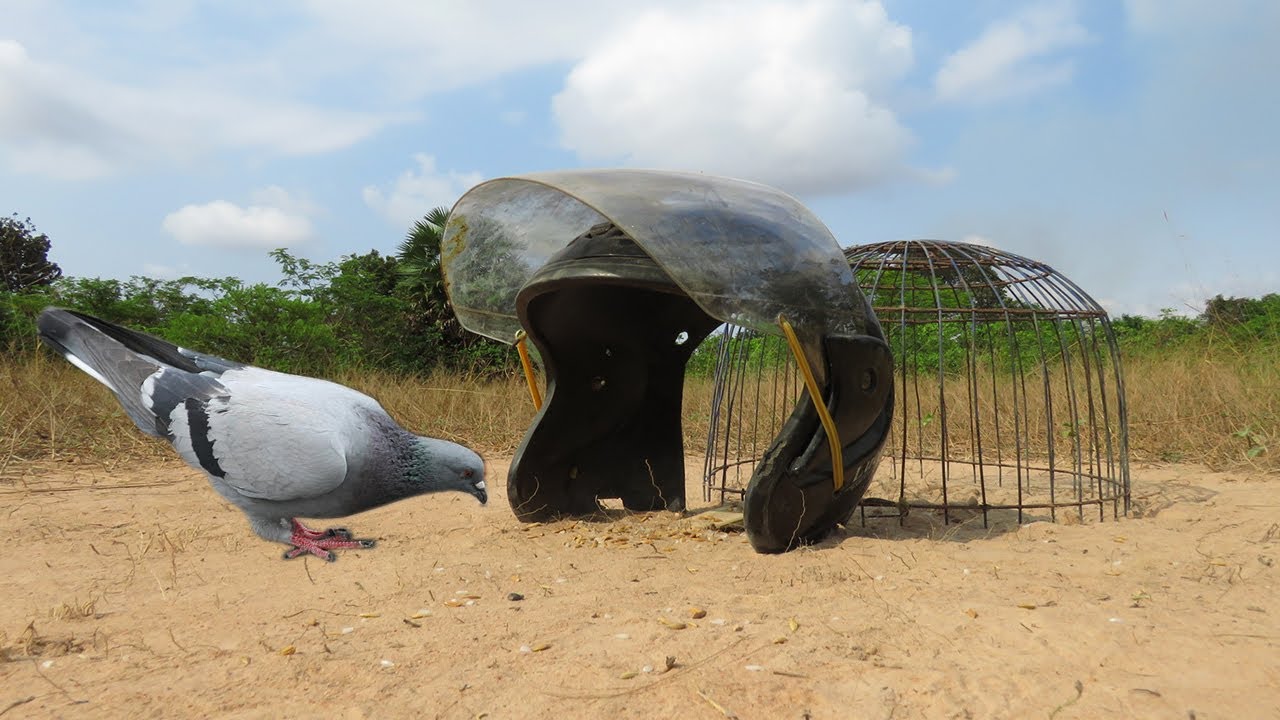 Creative Bird Trap Build From Helmet With Cage - Technique Pigeon Bird ...