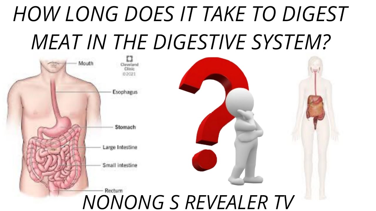 HOW LONG WILL IT TAKES TO DIGEST MEAT IN OUR DIGESTIVE SYSTEM? # ...