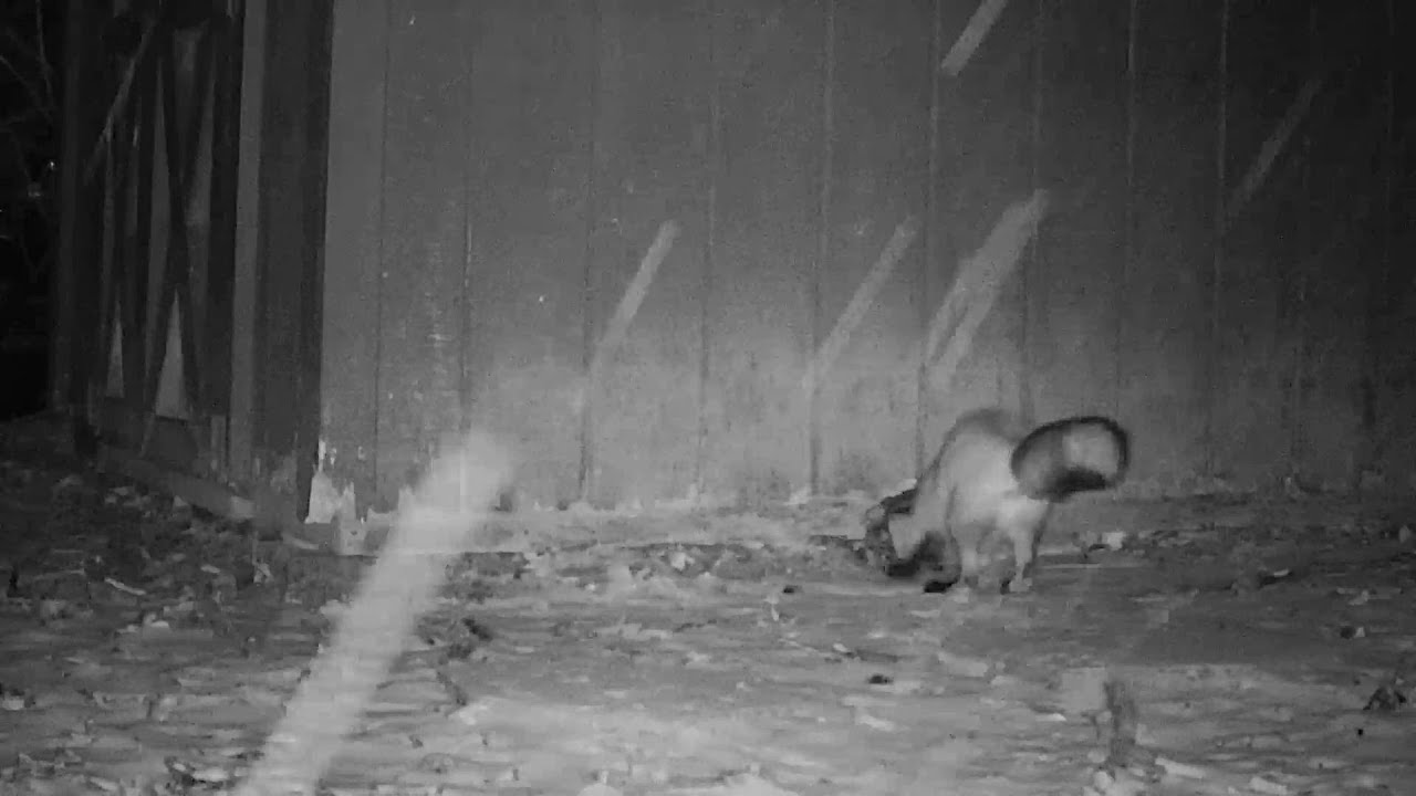 20230131 fox checks for room under the shed - YouTube
