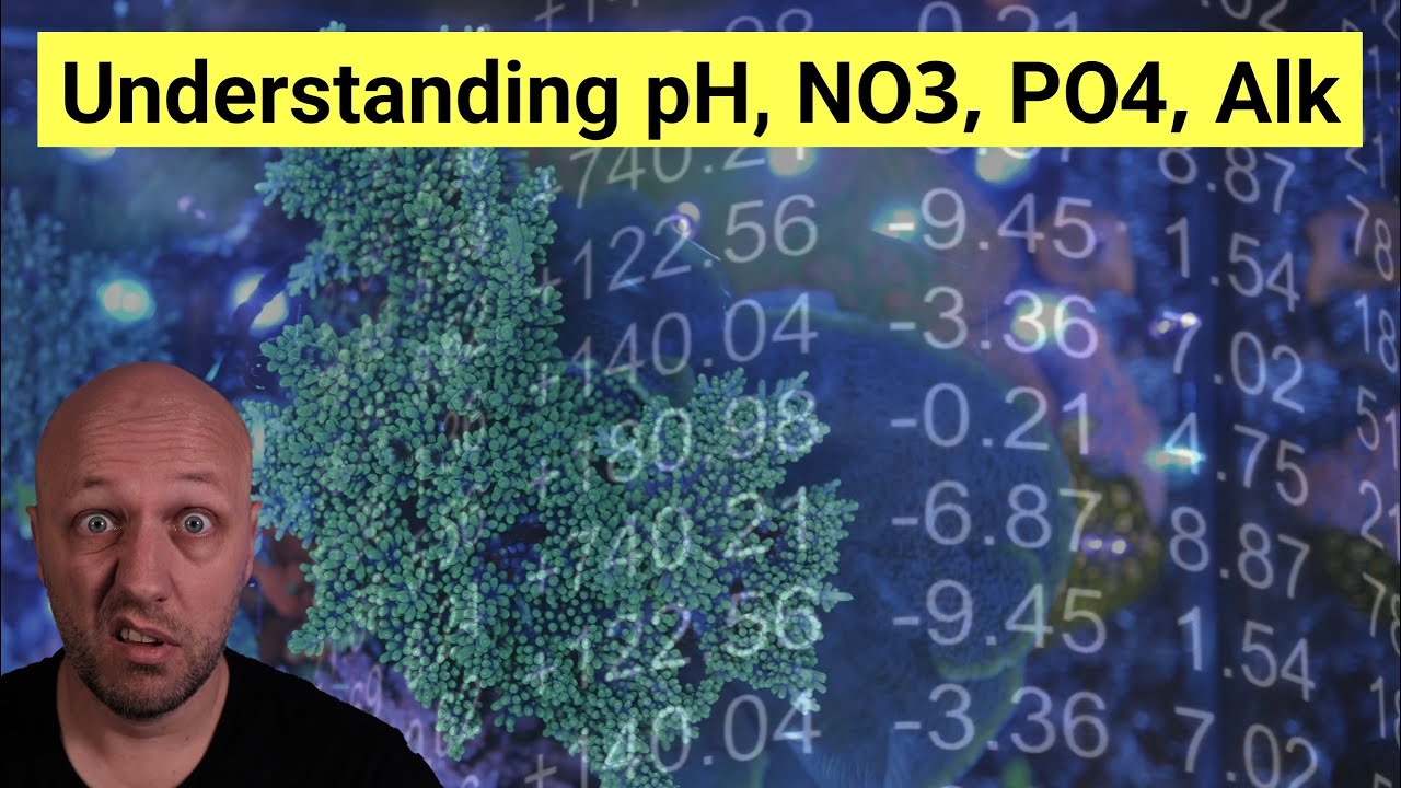 Reef Tank Parameters: What To Aim For | The Prestige Reef Dork Show ...