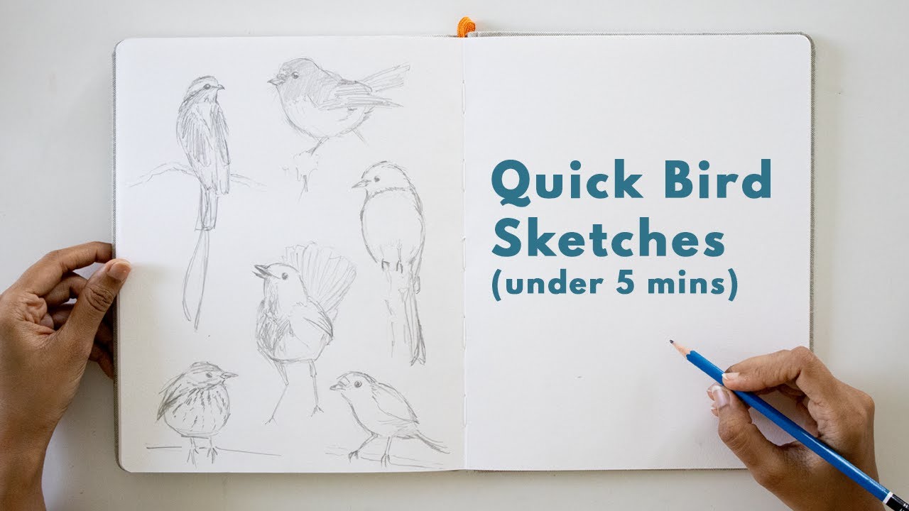Learn how to draw birds 🦜 Real Time Process Video - YouTube
