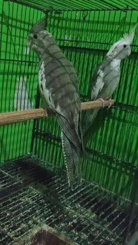 anakan falk wf #kicaumania #duniakicausolo - YouTube