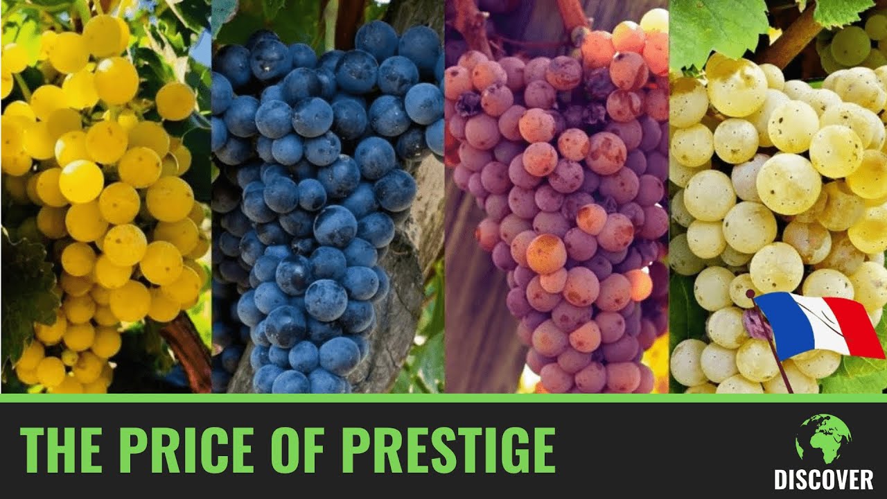 FROM VINE TO GLASS: WHY FRENCH WINES ARE WORLD-RENOWNED - YouTube
