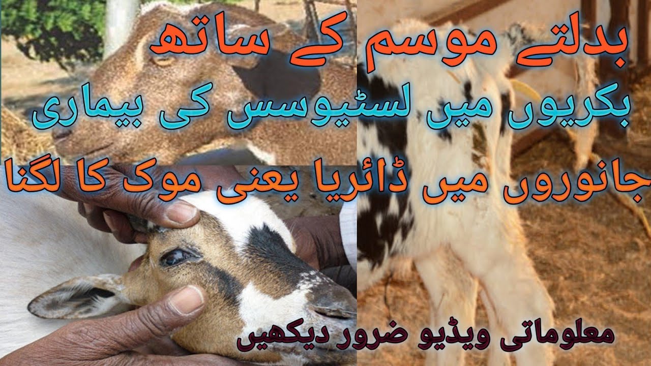 Disease in goats due to change in weather and diarrhea in animals - YouTube