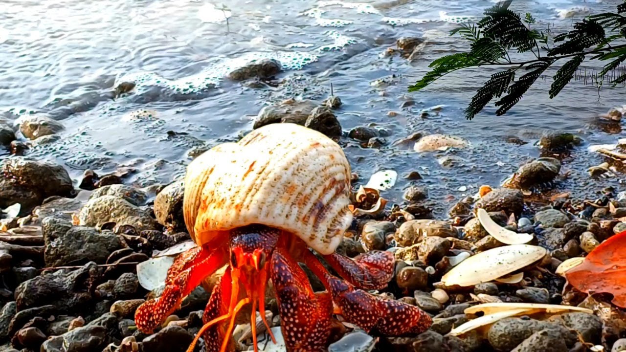 Kelomang red perlatus(strawberry)berjalan di akar pohon pinggir laut ...