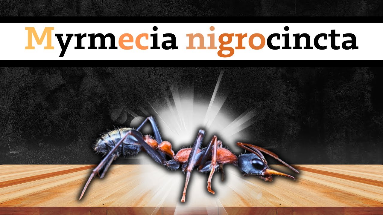 Arrivée d'une fourmi légendaire dans mon élevage - Myrmecia nigrocincta ...