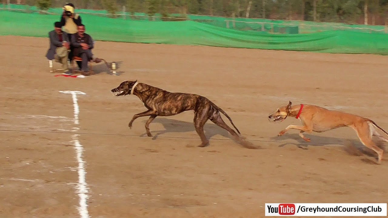 tazi dog race 2025 | greyhound racing | drag race 200m - YouTube