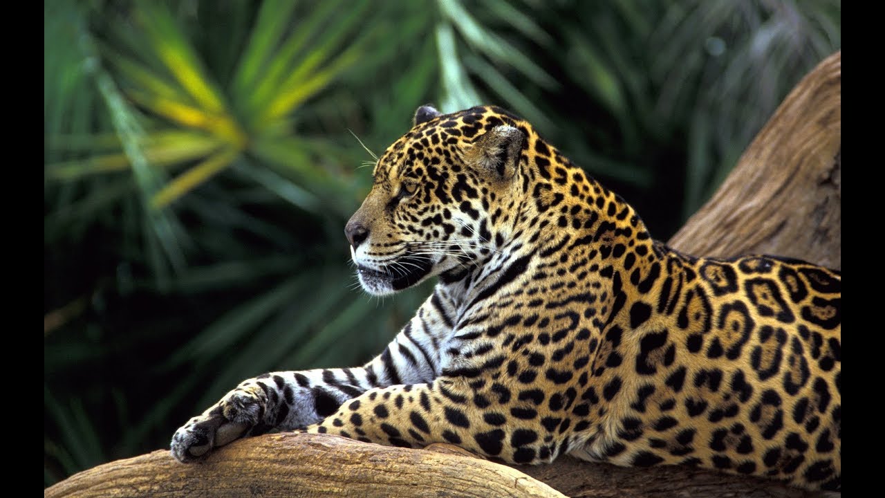 WILD AMAZON / NAT GEO WILD HD FULL DOCUMENTARY - YouTube