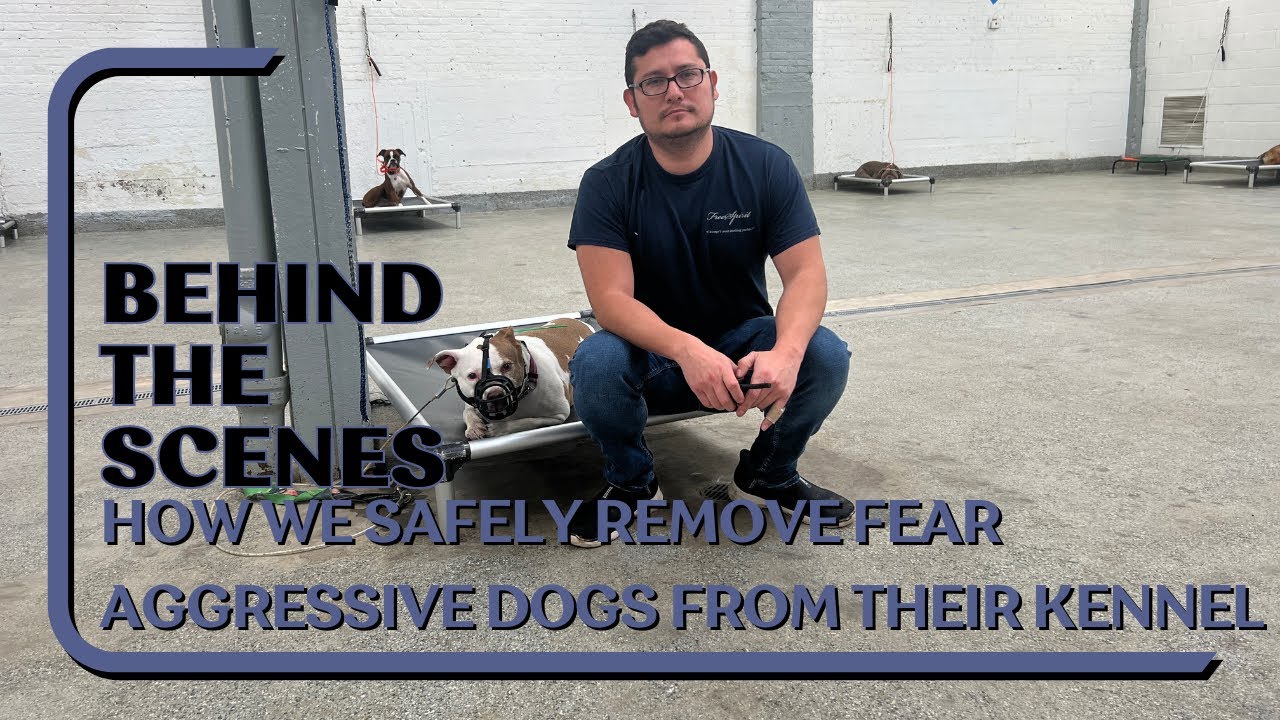 How We Safely Take Fear Aggressive Dogs Out Their Kennel | Behind The ...