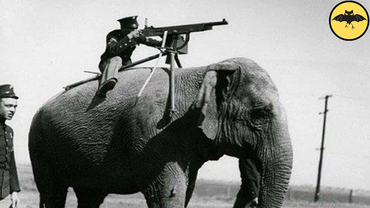 The 5 Most Unusual Animals Used In War. - YouTube
