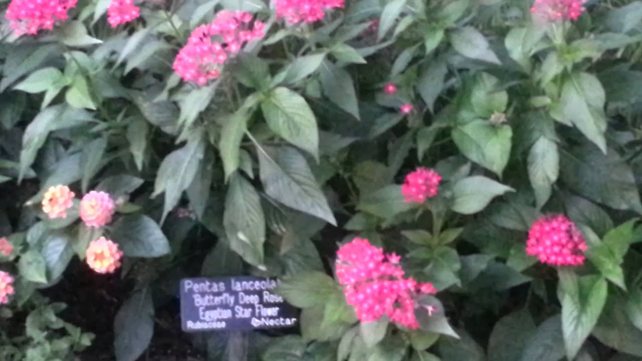 Pentas lanceolata 'Butterfly Deep Rose'. / Egyptian Star Flower - YouTube