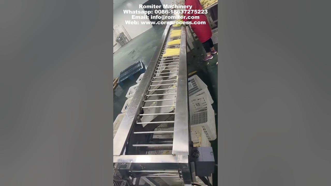 Automatic Corn Cob Size Grading Sorting Machine - YouTube