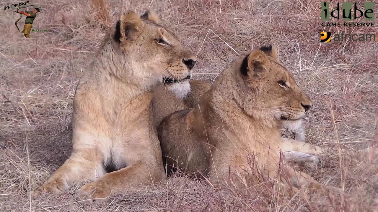 LIONS: Following The Pride 50: Buffalo Hunt? - YouTube