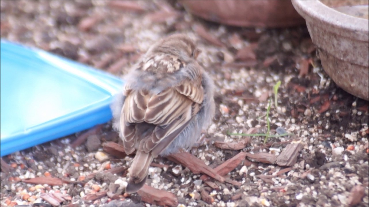 Injured Sparrow - YouTube