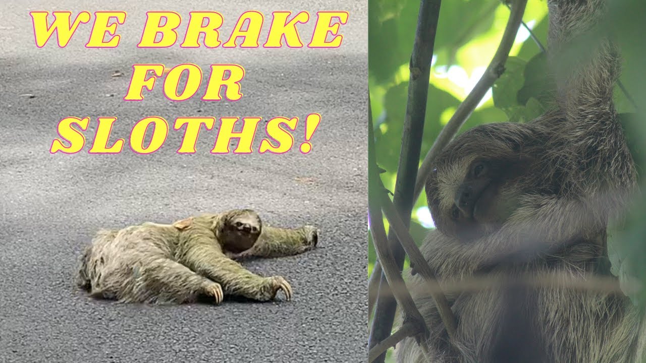 Sloth Causes Traffic Jam in Costa Rica - YouTube