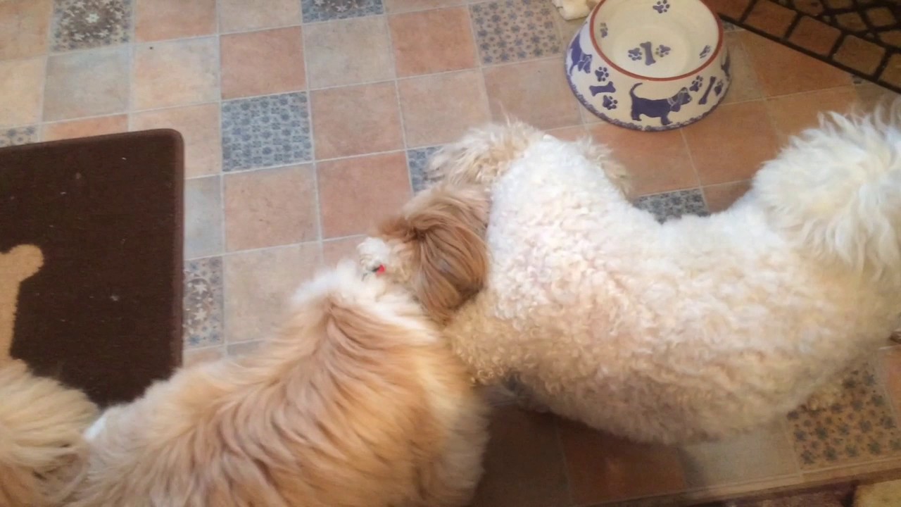 Jinky and Tia playing with Matty, Poppy and Lilabelle on sidelines ...