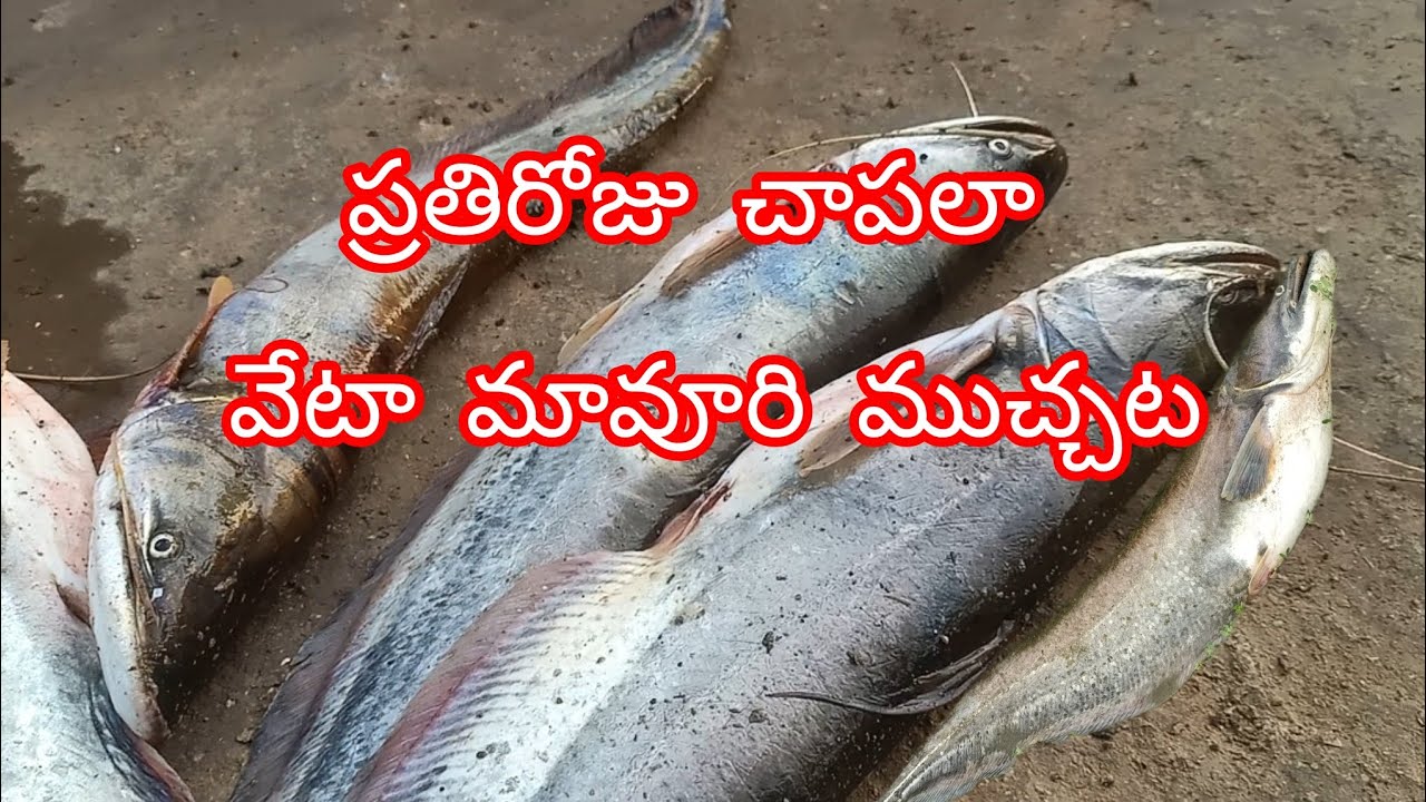daily fishing life in Telangana/sea fishing videos Telugu/Indian ...
