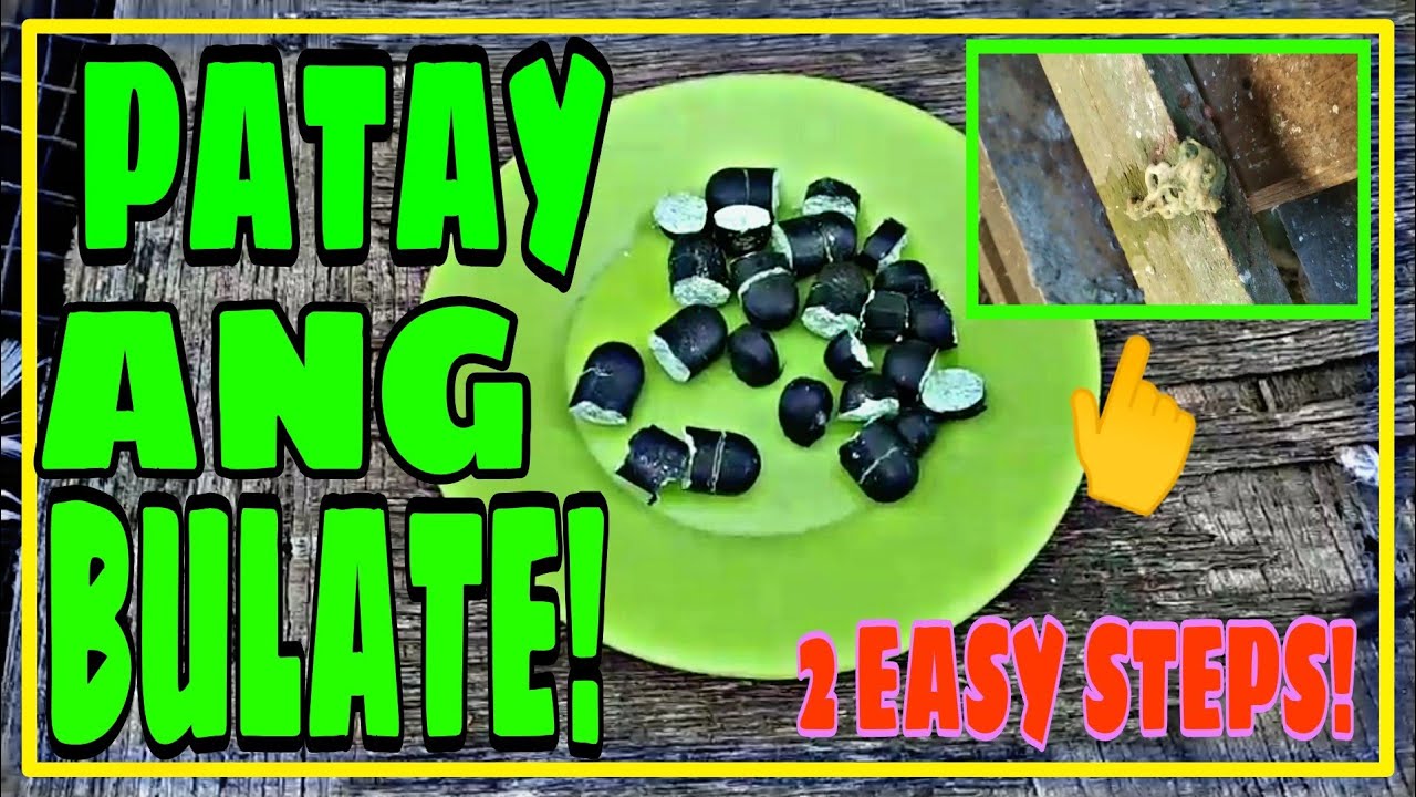 DEWORMING/PURGAHAN TIME!!! | BASIC WAY PARA UBUSIN ANG MGA BULATE AT ...