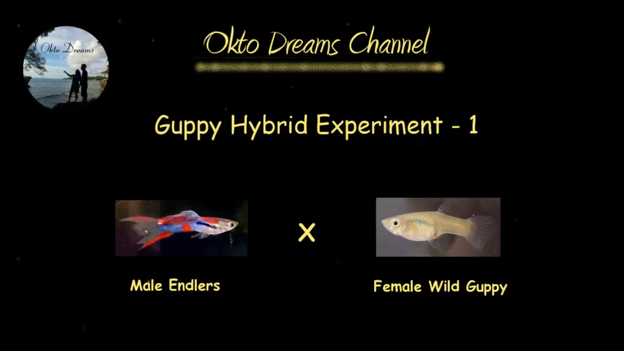Experiment 1 - Hybrid of Male endler with female wild type guppy - YouTube