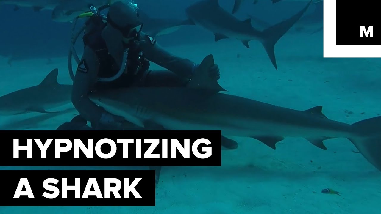 Try Not to Get Hypnotized by This 'shark Whisperer' and His Calming ...