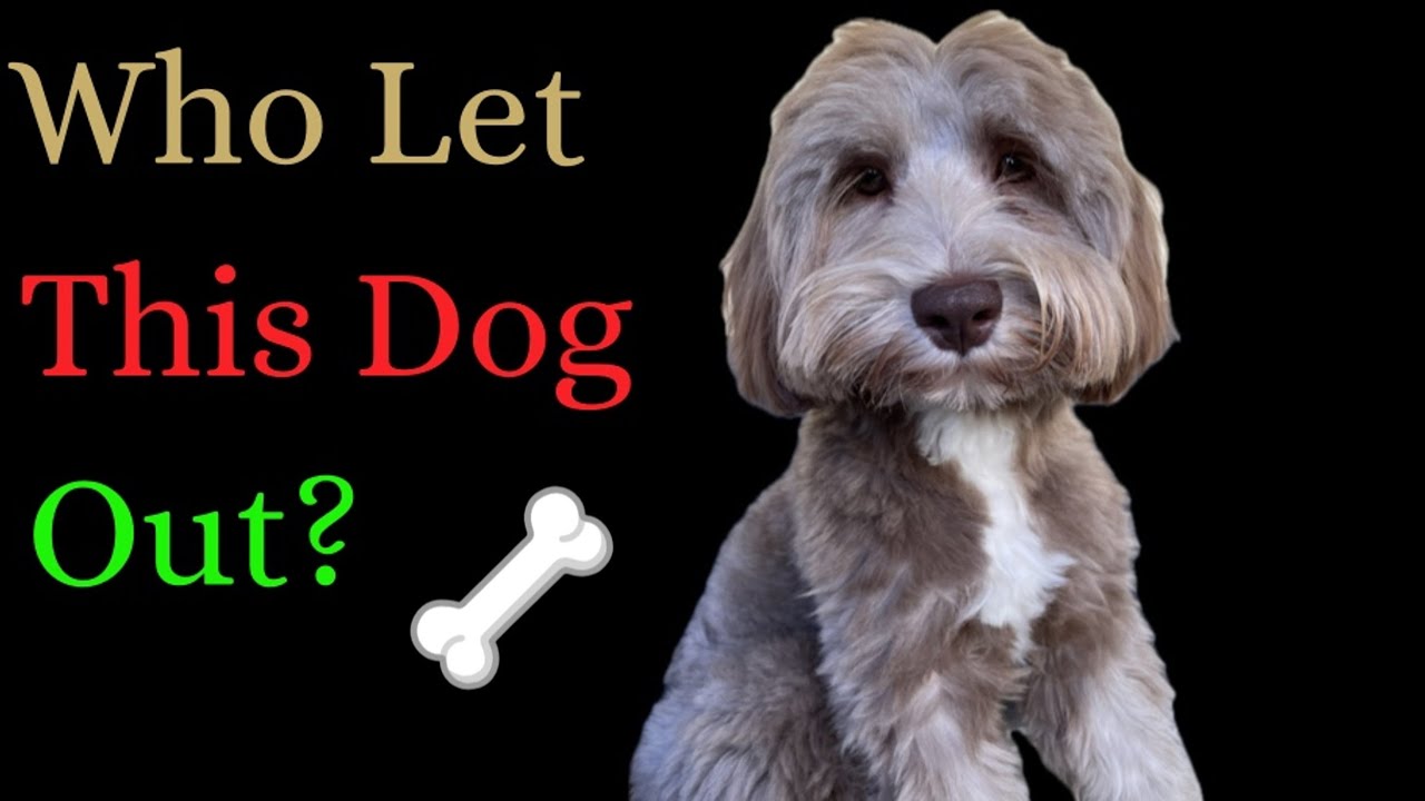 Happy funny labradoodle - YouTube