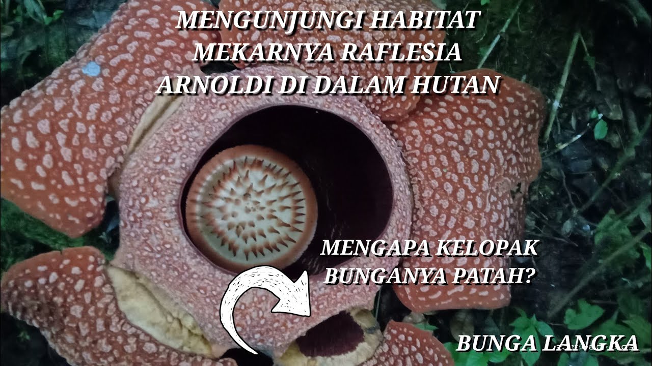 HABITAT TANAMAN BUNGA RAFLESIA ARNOLDI DIDALAM HUTAN LINDUNG - YouTube