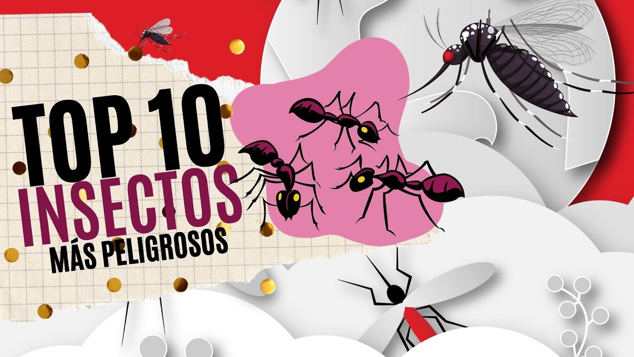 🐛 10 INSECTOS más peligrosos del mundo | 10 INSECTOS más mortales y ...
