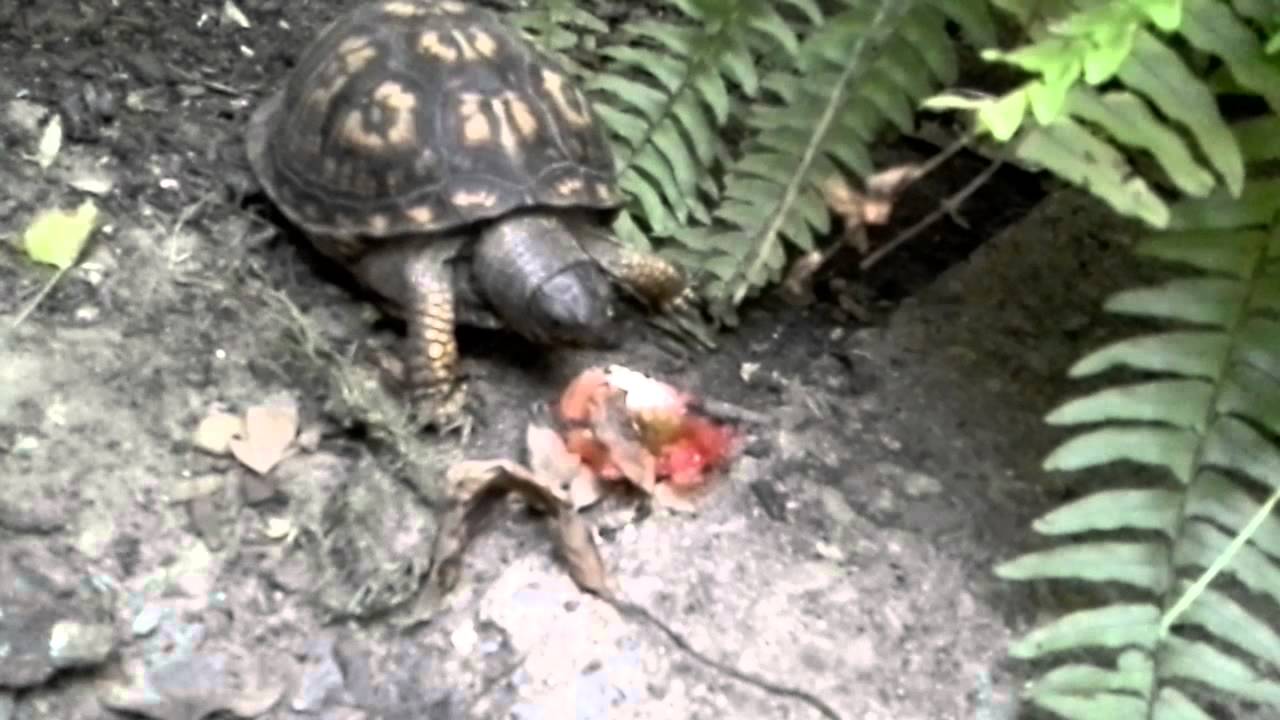 Box turtles eating tomato - YouTube