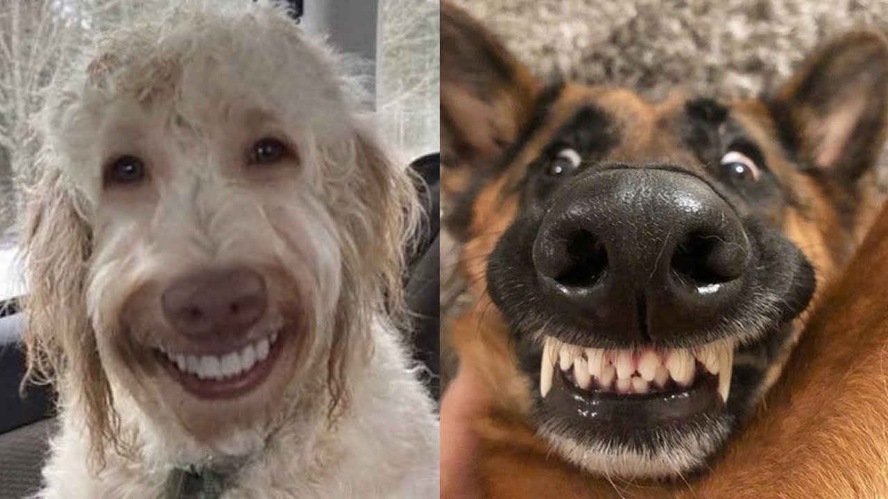 😂 VIRAL FUNNY DOG TikToks That Will Make You Question REALITY! Must-See ...