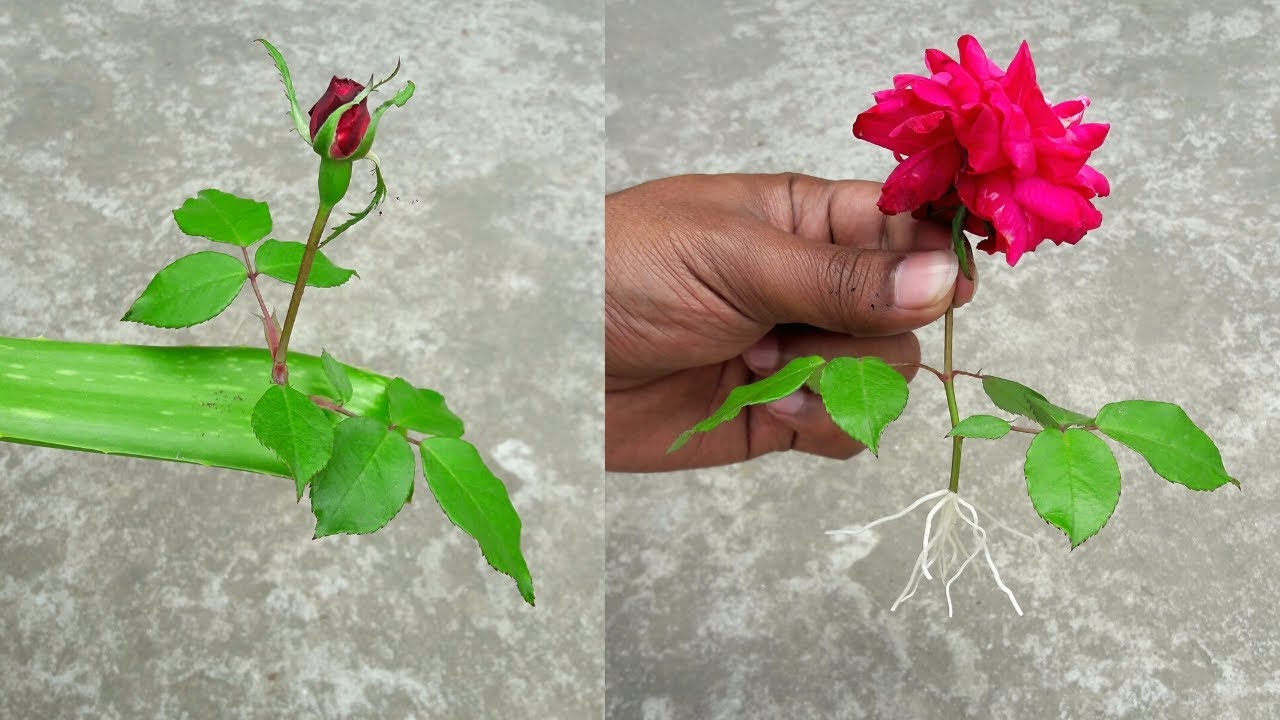 🌹 grow rose small tree from flower branch - YouTube