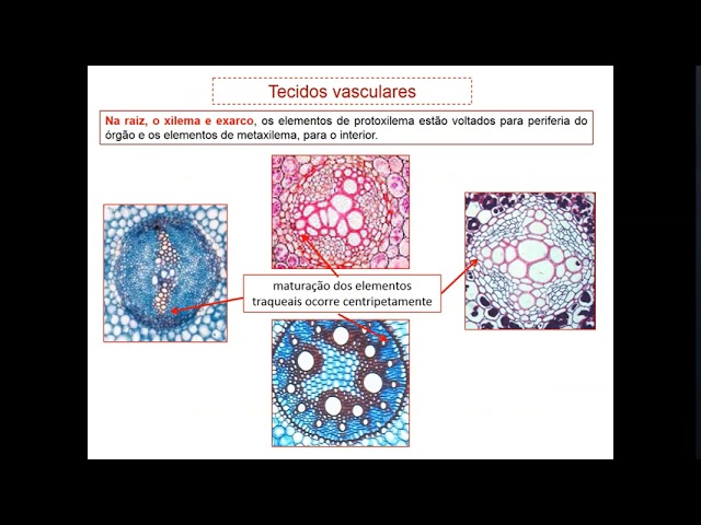 Sistema Vascular Vegetal Para Criancas