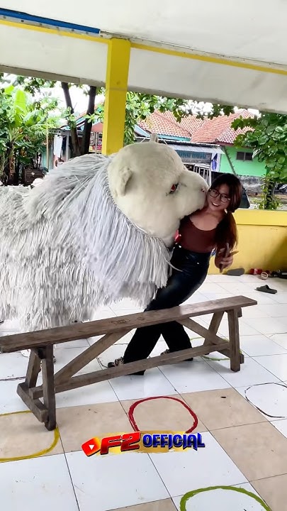 Detik detik cewek gemoy di gigit can macanan - YouTube